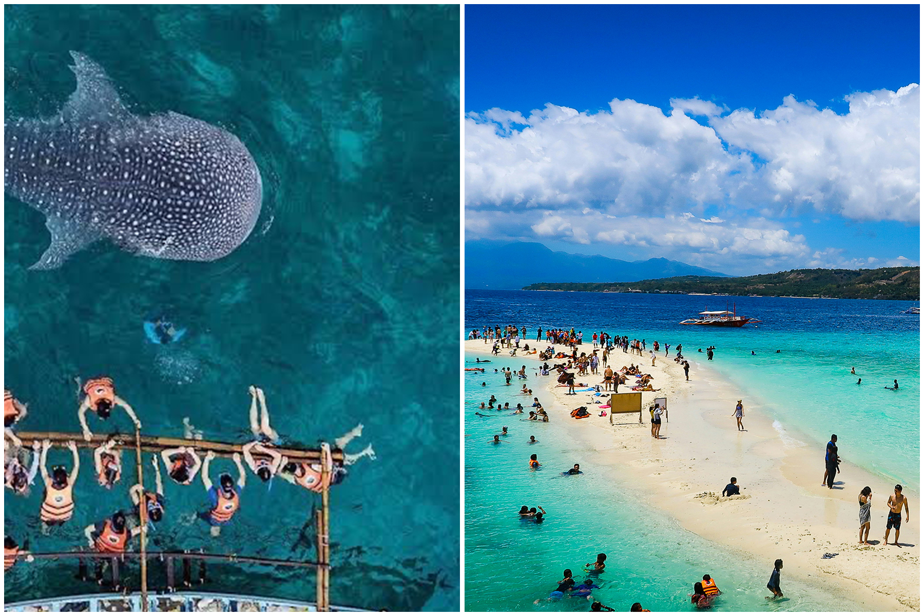 Whale Shark and Sumilon Island Day Tour - Cebu Gaijin